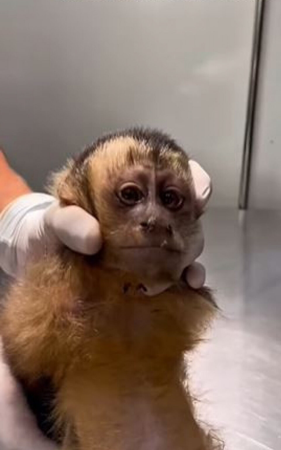 Macaco-prego é encontrado baleado no Rio de Janeiro e pode ficar ...